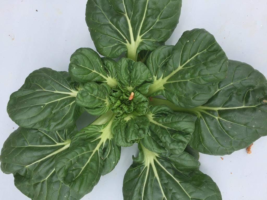 Tatsoi - Grassfed on the Hill