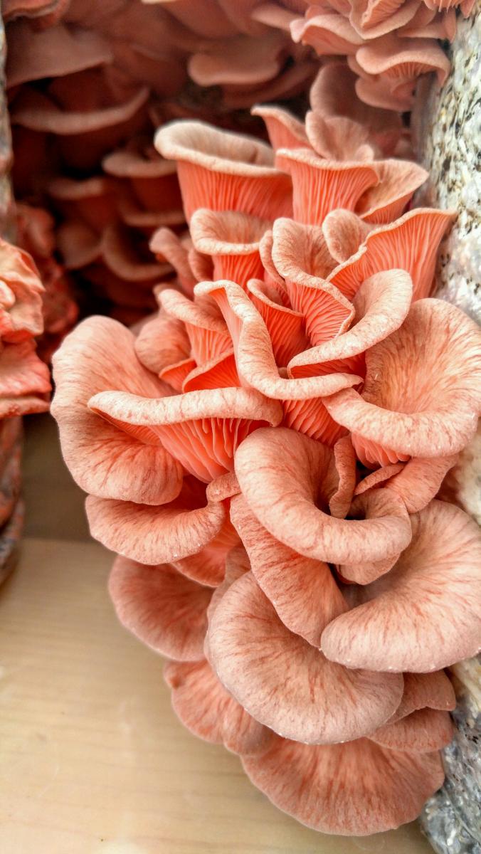 Bulk Exotic Mushrooms - Black Bottom Farm Collective LLC