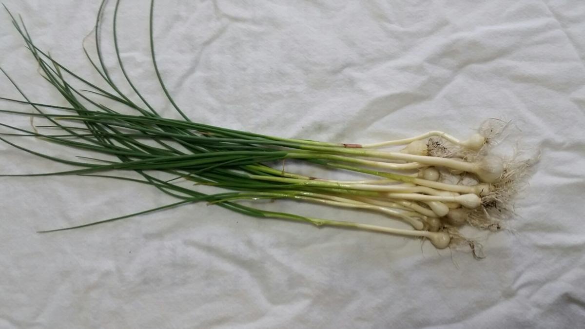 Wild Foraged Spring Onions (bunch) - Black Bottom Farm