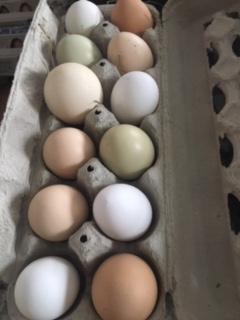 Fresh pastured chicken eggs - Kaizen Parks Care Farm
