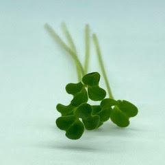 Microgreens: Mustard - Oriental Wasabi - Grassfed on the Hill