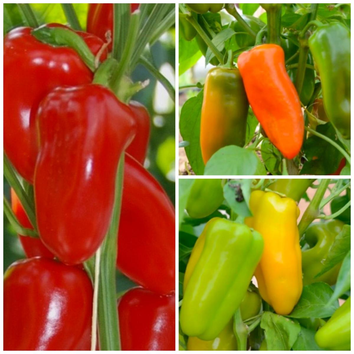 Pepper Plant: Pre-Potted: Sweetie Pepper Trio - All About Fresh