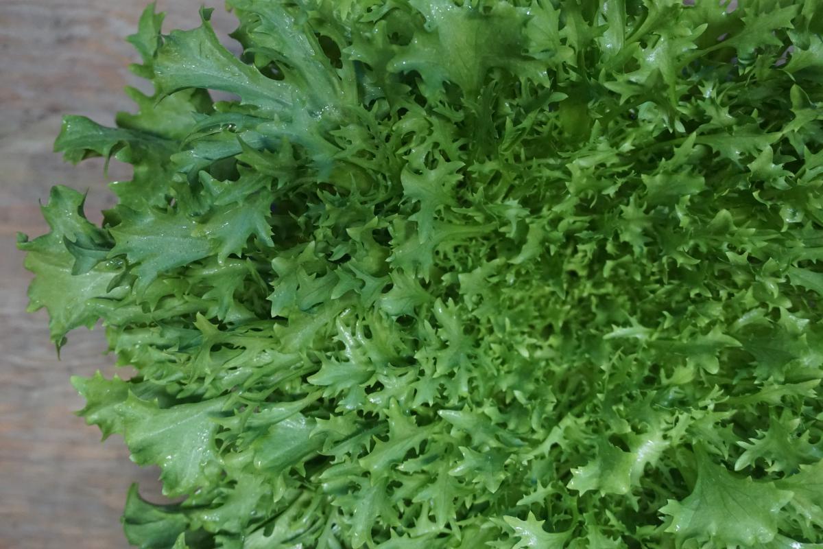 frisee - tres fine - NEXT STEP PRODUCE