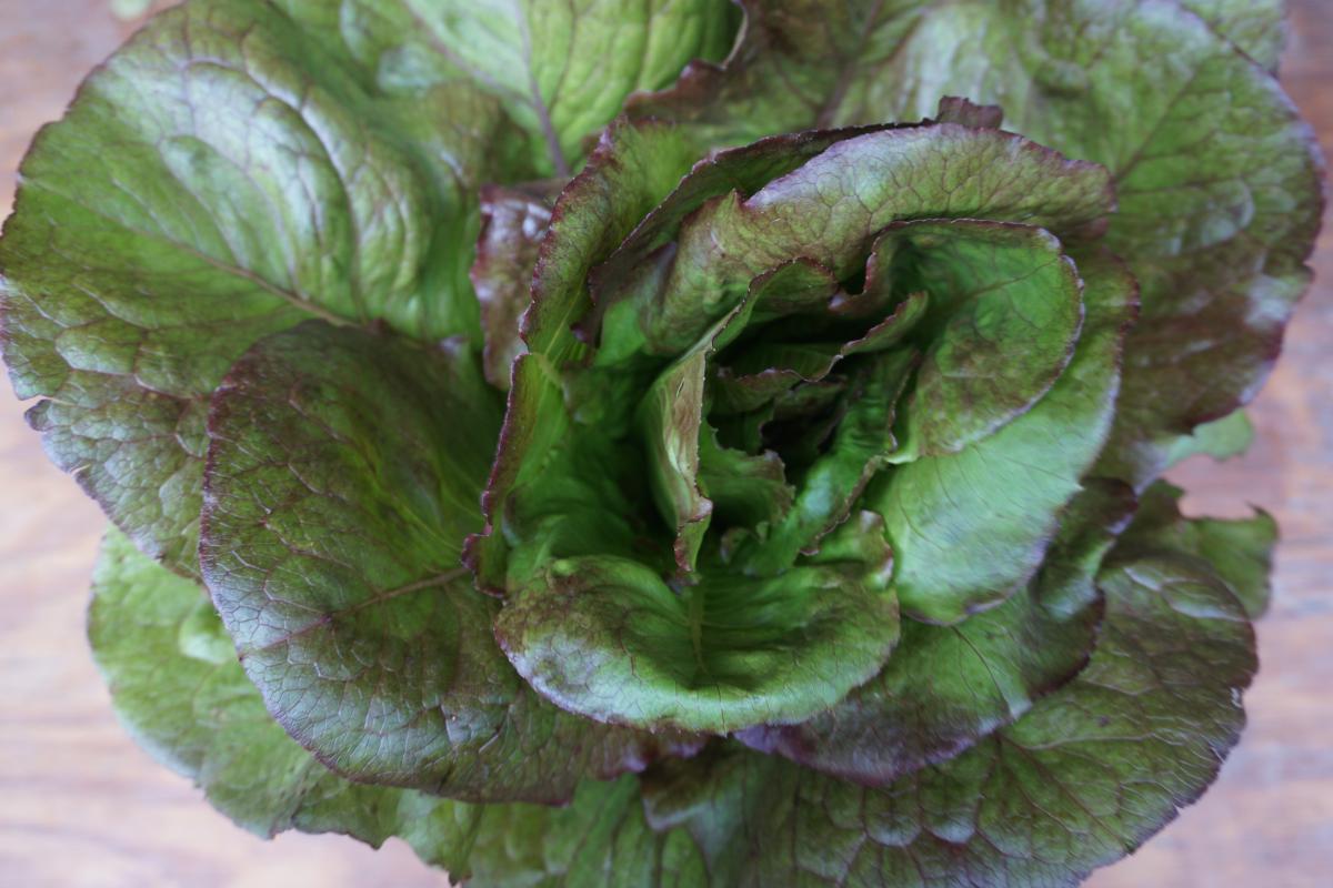 head lettuce - red romaine - NEXT STEP PRODUCE