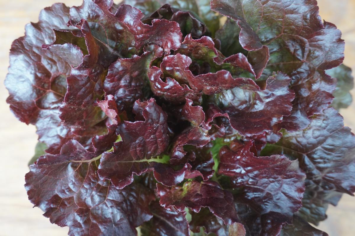 head lettuce - red romaine - NEXT STEP PRODUCE