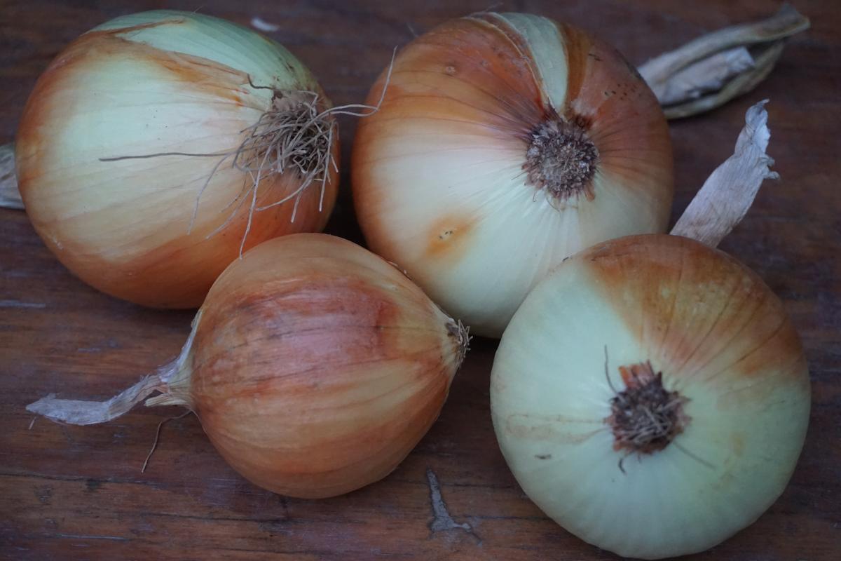 yellow onions - NEXT STEP PRODUCE