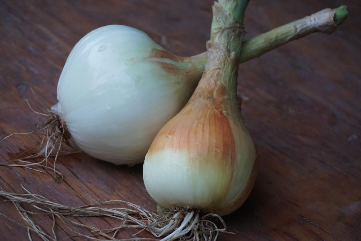 Long Sweet Onions
