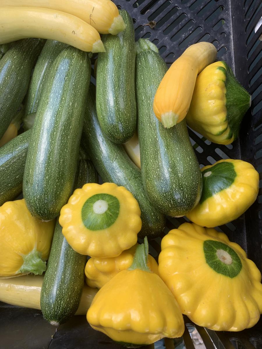 Produce- Summer Squash - Clark's Farm