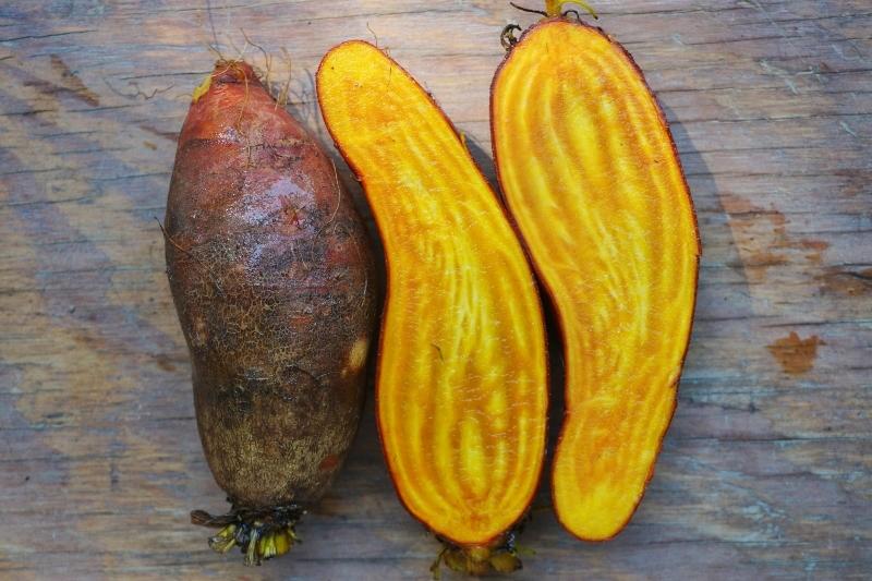 beets - golden - NEXT STEP PRODUCE