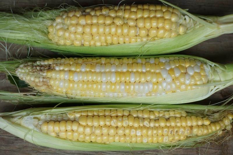 sweetcorn - bicolor - NEXT STEP PRODUCE