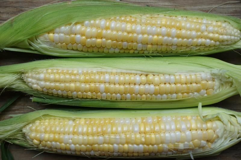 sweetcorn - bicolor - NEXT STEP PRODUCE